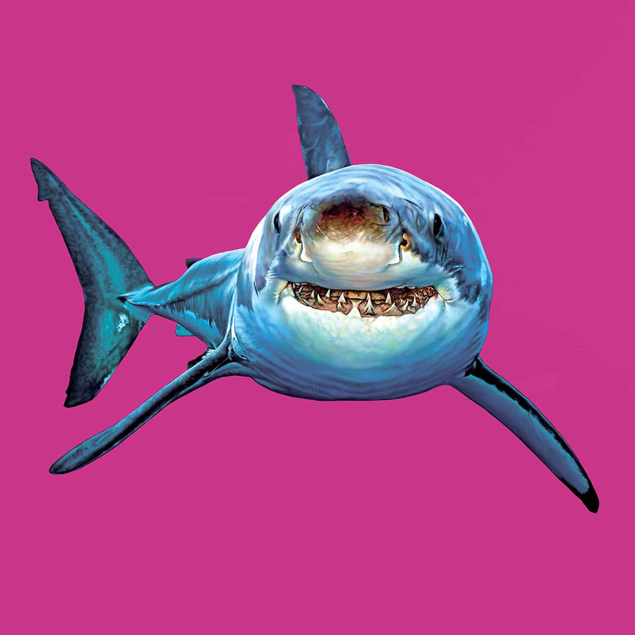 Sealife Artwork | Underwater Wildlife & Ocean Animals | The Rose Gallery