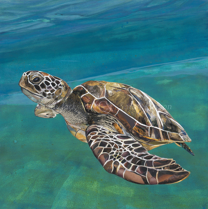 Sealife Artwork | Underwater Wildlife & Ocean Animals | The Rose Gallery
