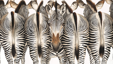 Dominique Salm | The Rose Gallery